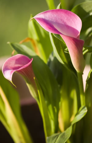 Calla, Zimmercalla, Zantedeschia aethiopica - Pflege-Anleitung